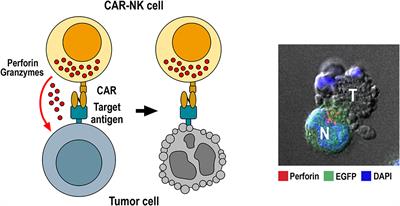 Frontiers | CAR-Engineered NK Cells for the Treatment of Glioblastoma: Turning Innate Effectors ...